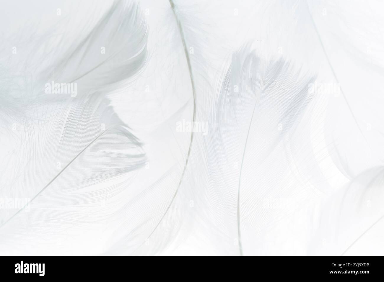 One white feather hi-res stock photography and images - Alamy