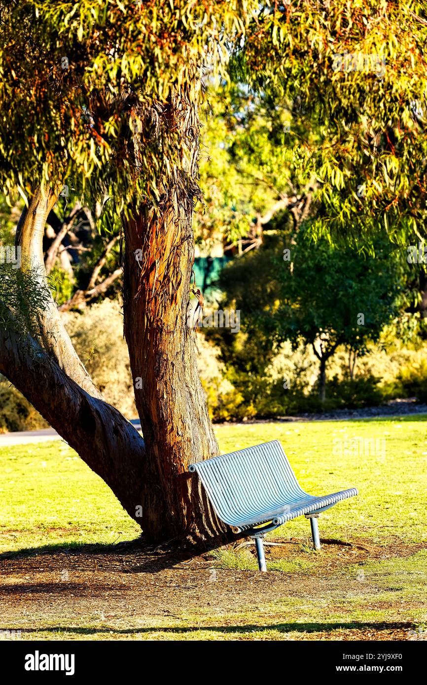 Metal bench seat under tree, York, Western Australia Stock Photo - Alamy