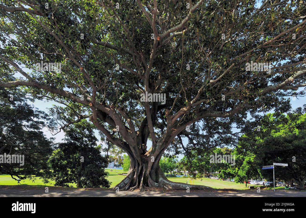 Canopy and buttress rooted trunk of a large old Moreton Bay Fig Tree on ...