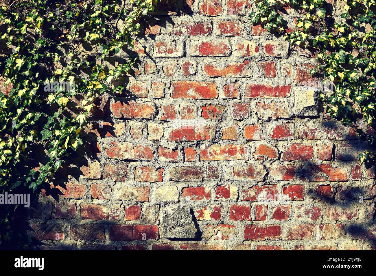 Breeding walls hi-res stock photography and images - Alamy