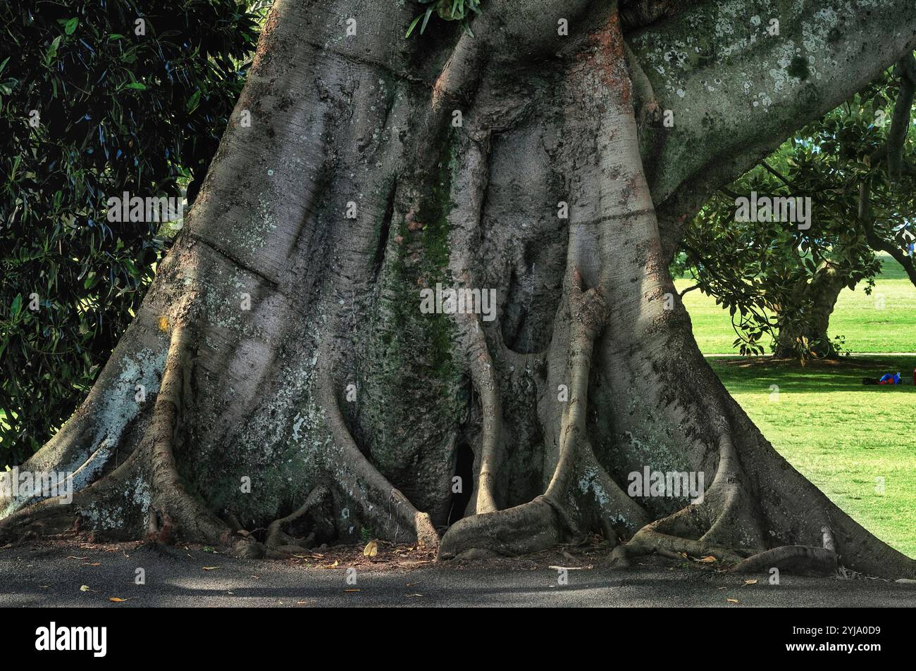 Prominent root system hi-res stock photography and images - Alamy