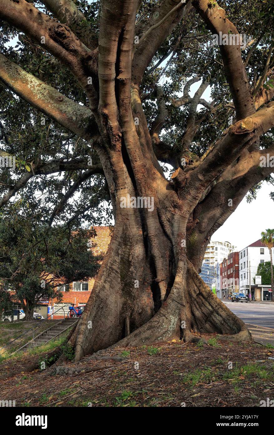 Massive lichen spotted boughs, trunk and buttress roots of a large old ...