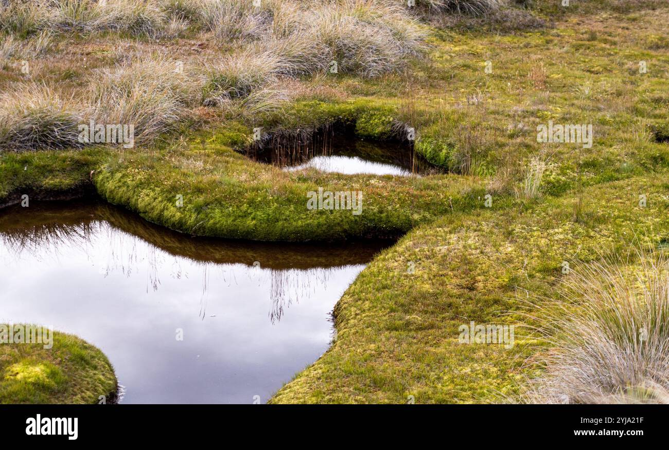 Bog water and mossy ground soft dangerous nature Stock Photo - Alamy