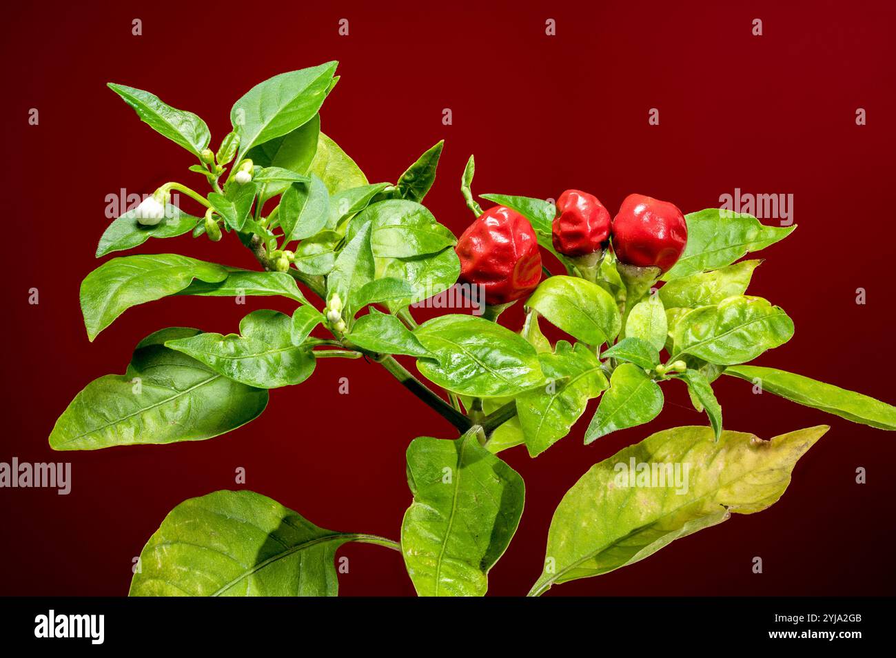 Beautiful red Ornamental pepper Aladdin on a red background. Pepper ...