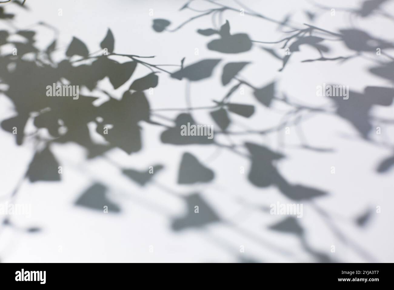 Plants and shadows Stock Photo - Alamy