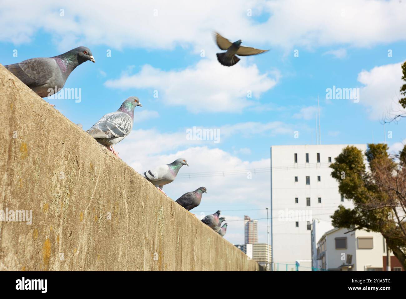 Line of pigeons Stock Photo - Alamy