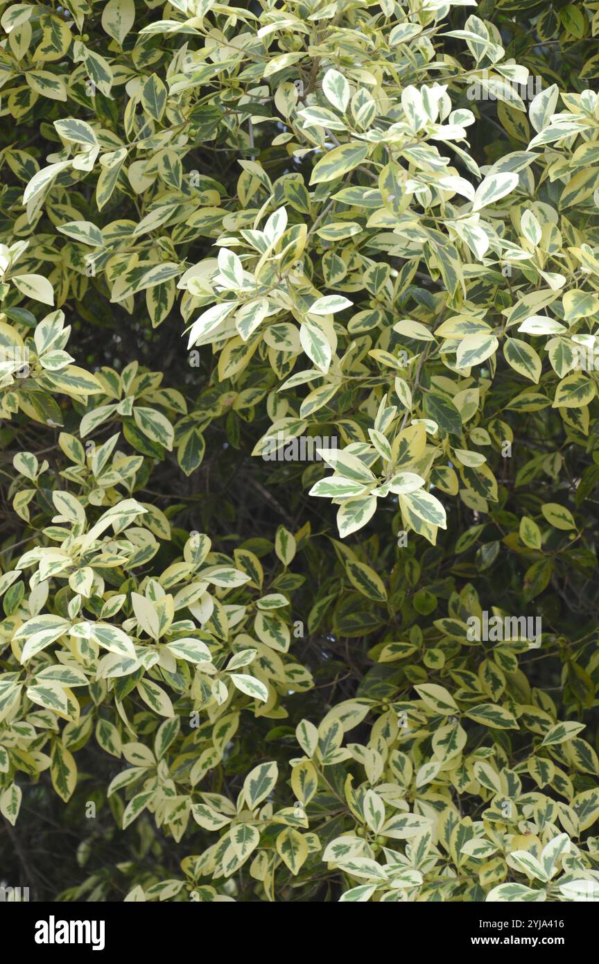 White Elm's variated leaves (Ulmus parvifolia 'Variegata' Stock Photo ...