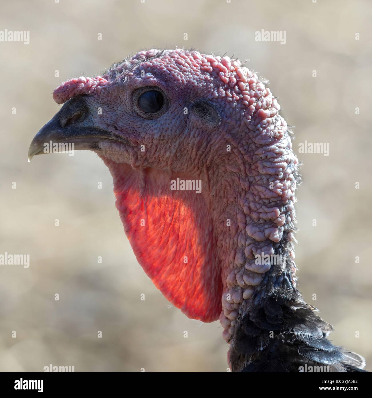 Broad-breasted Bronze Turkey Head and Throat Stock Photo - Alamy
