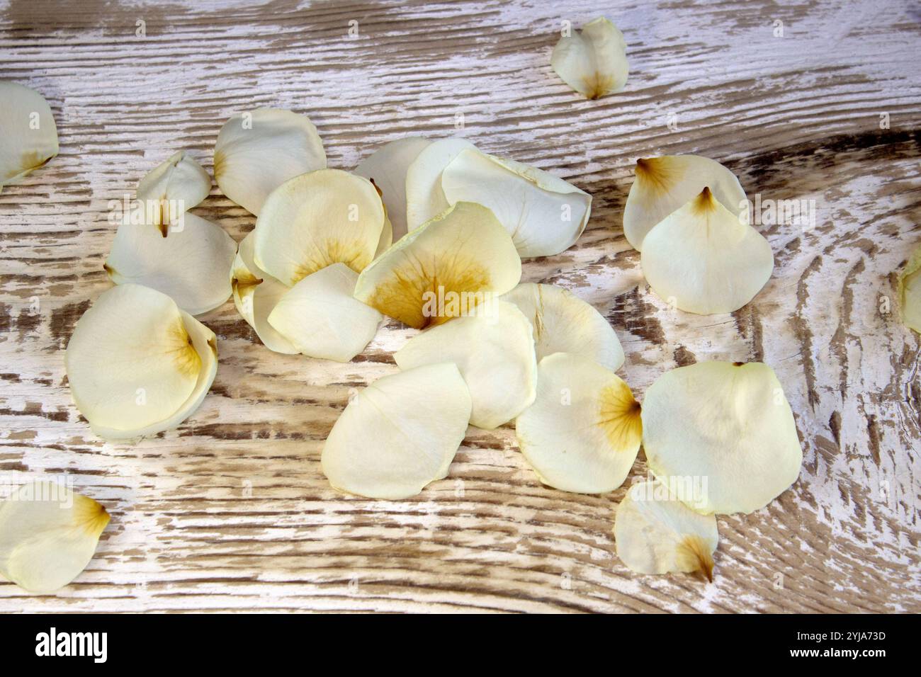 Dried rose petals as background. White rose flowers, close-up on white ...