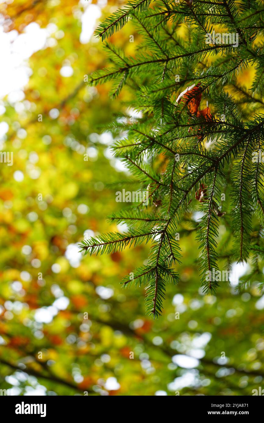 Autumn leaves and pine tree branch Stock Photo - Alamy