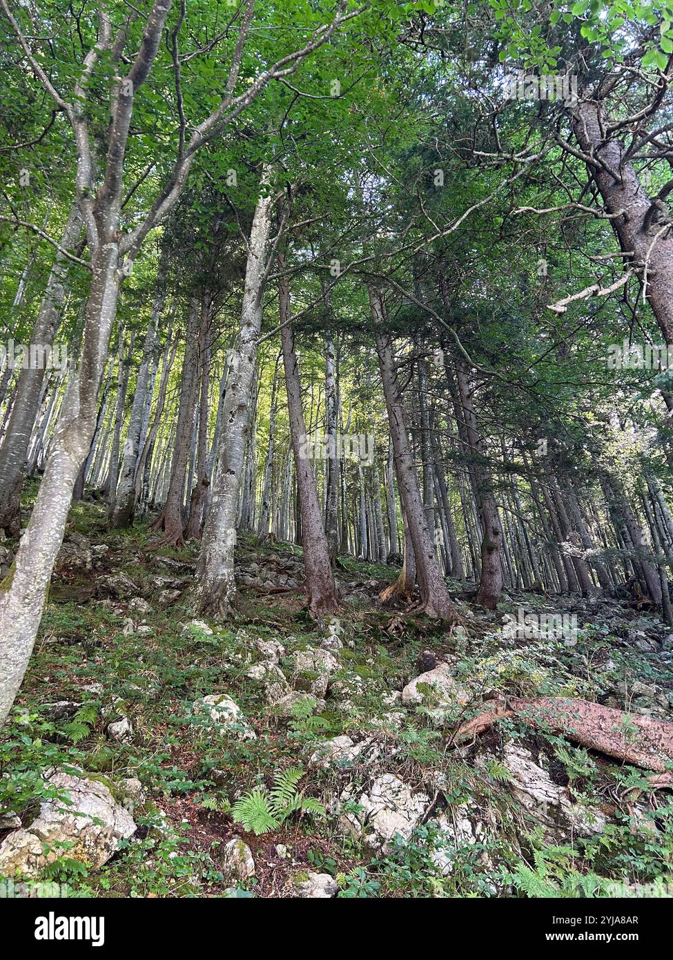 Dramatic forest in Switzerland Stock Photo - Alamy