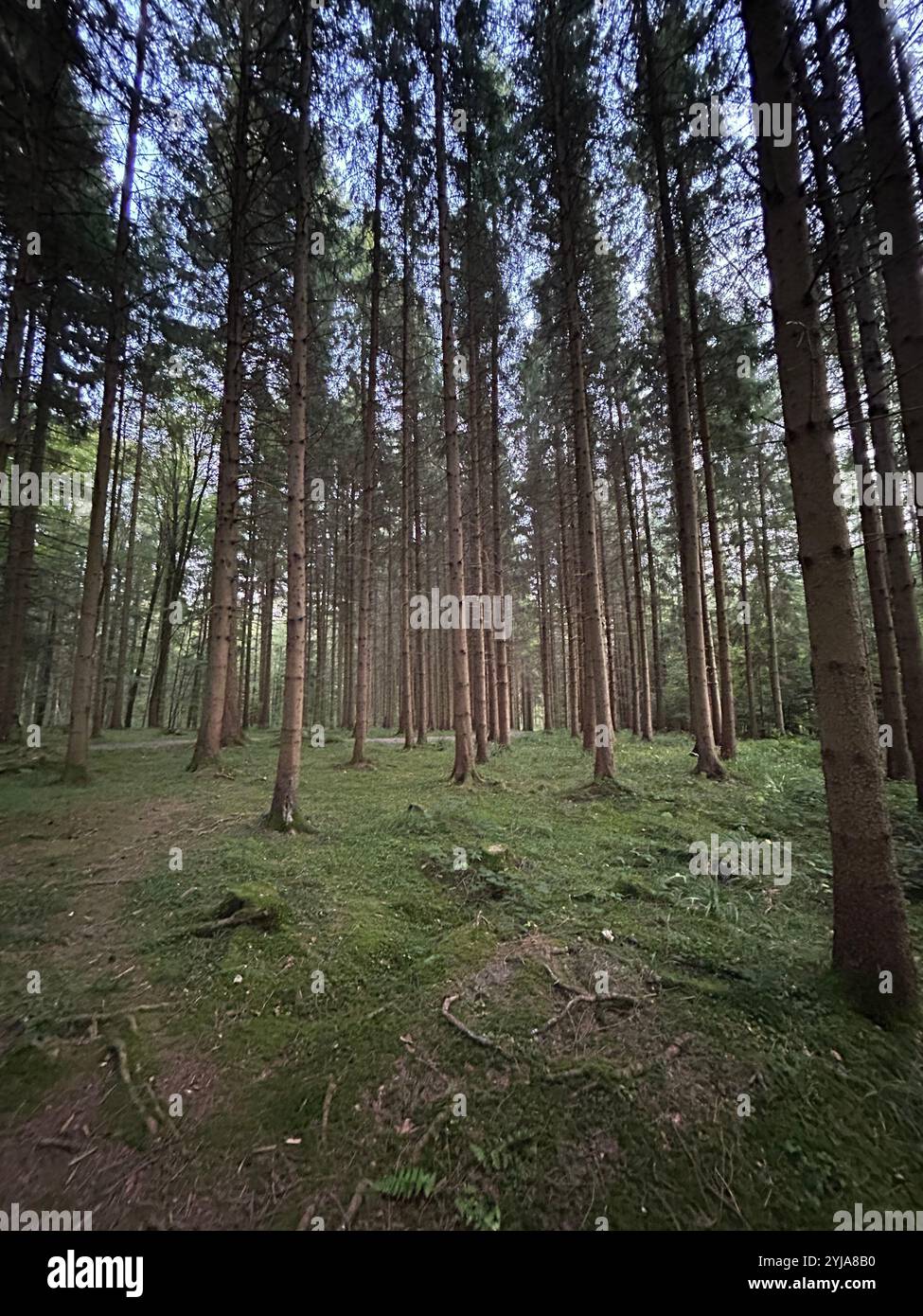 Dark autumn forest grassy hi-res stock photography and images - Alamy