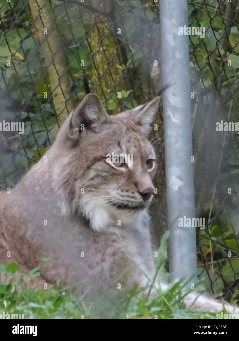 Lynx in wildlife park Bruderhaus, Switzeland Stock Photo - Alamy