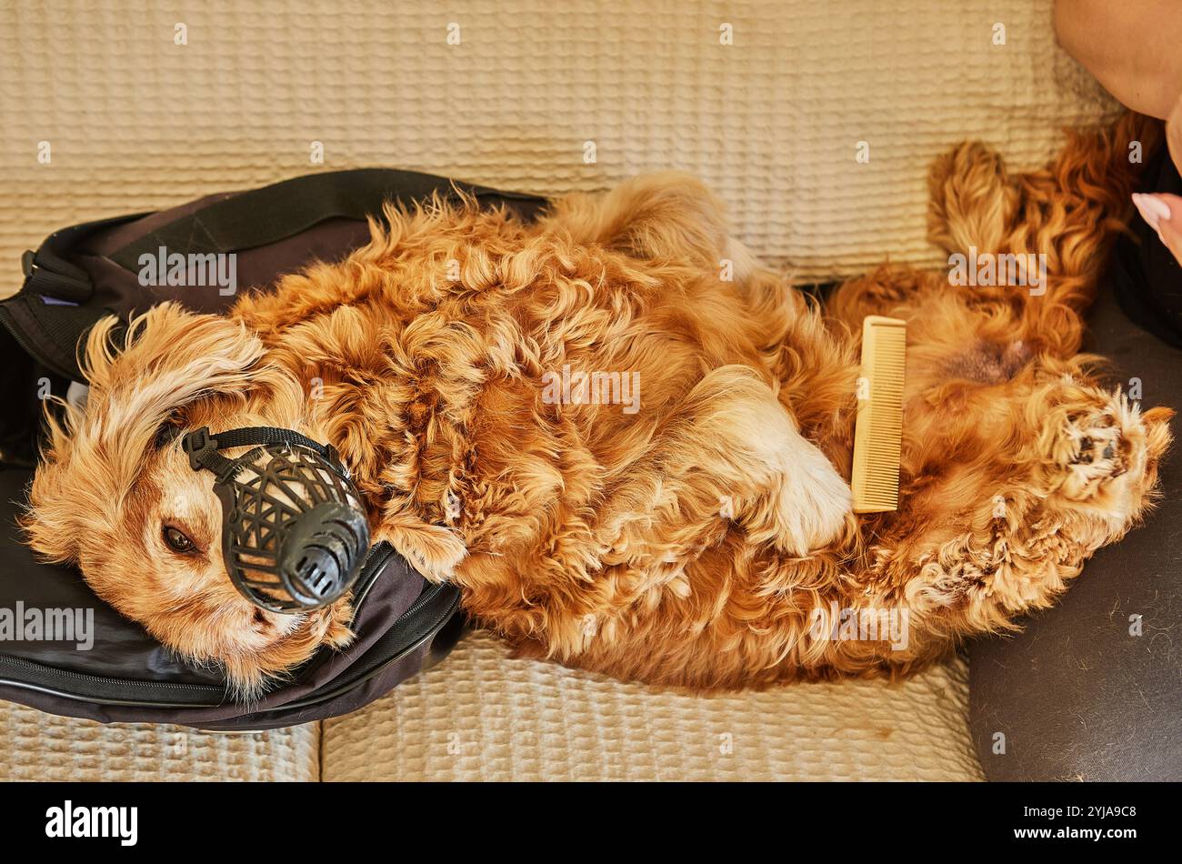 A fluffy dog lies on a couch wearing a muzzle, receiving a gentle ...