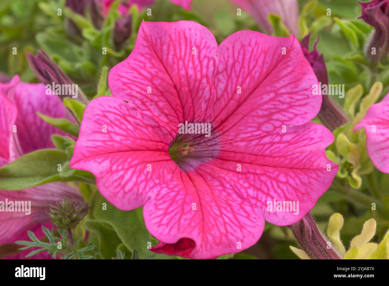One petunia hi-res stock photography and images - Alamy