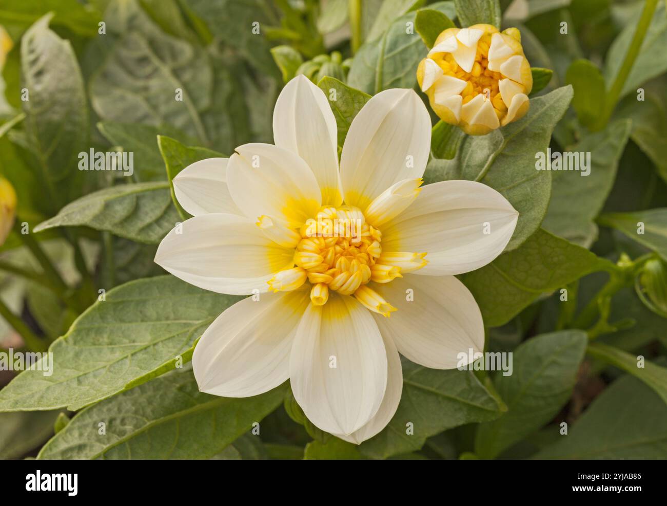 Miniature Dahlia, Dahlietta Elsa Stock Photo - Alamy