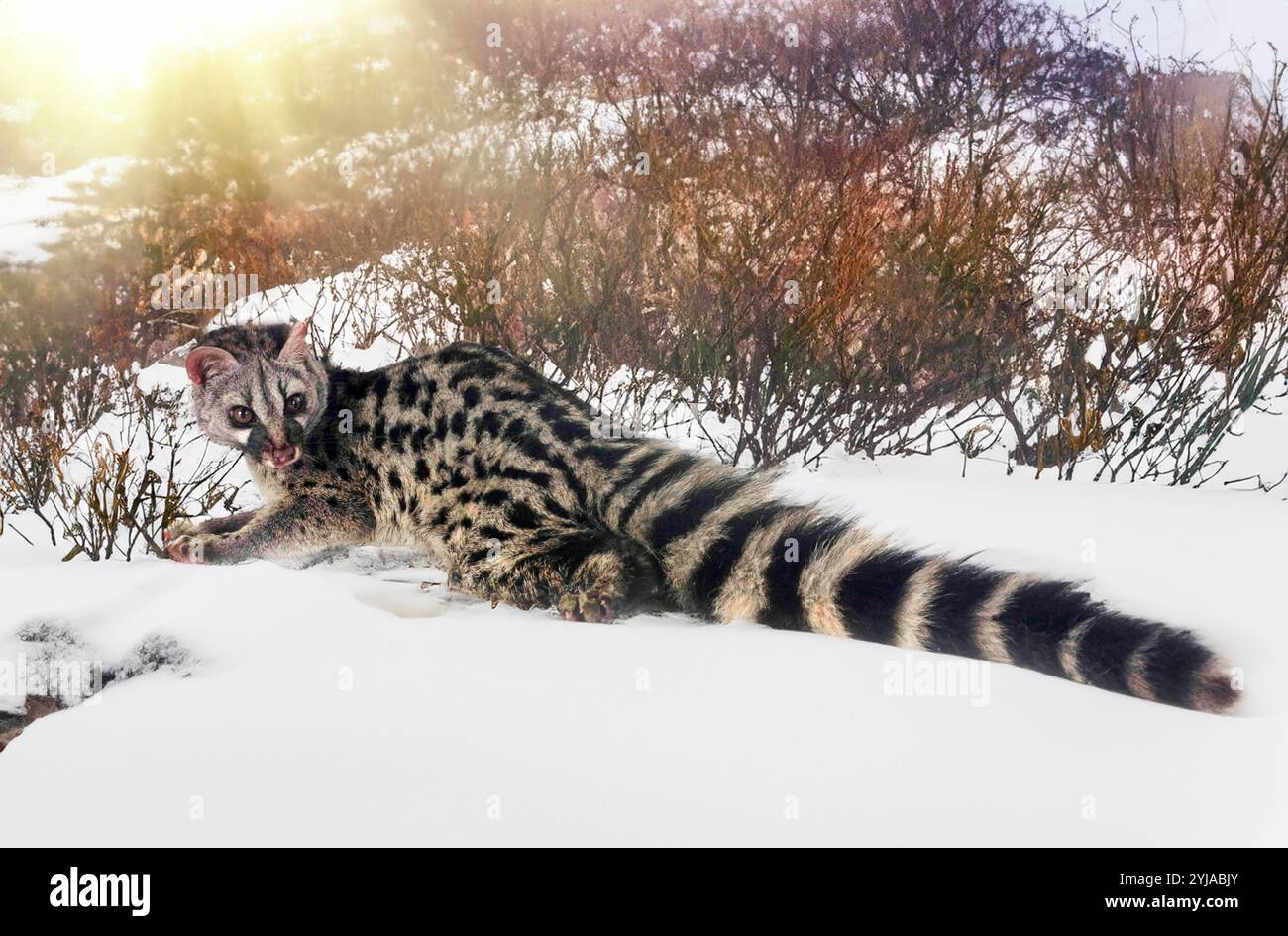 Common genet in front of nature background Stock Photo - Alamy