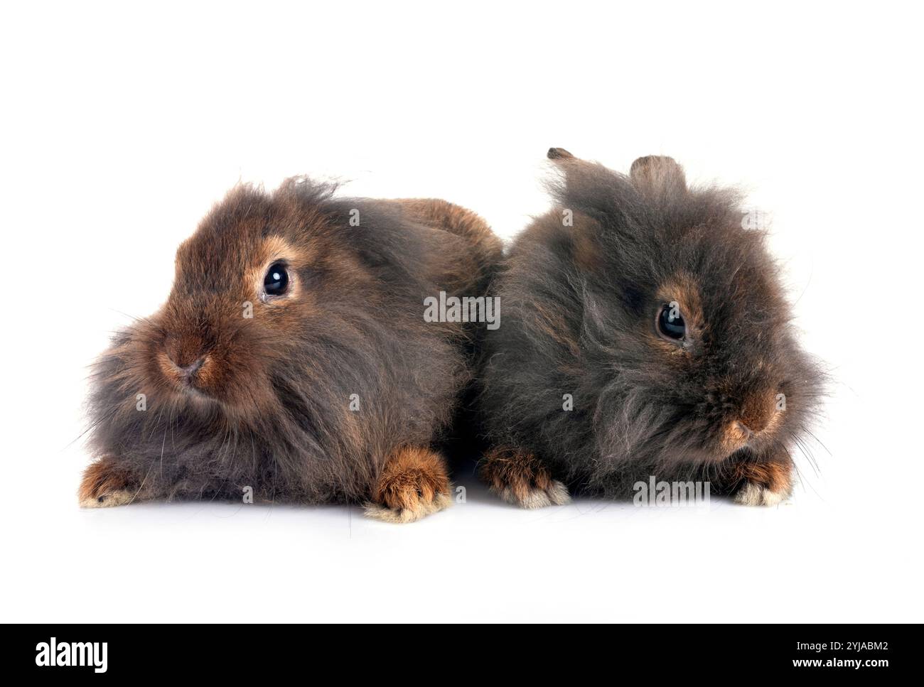 young Lionhead in front of white background Stock Photo - Alamy