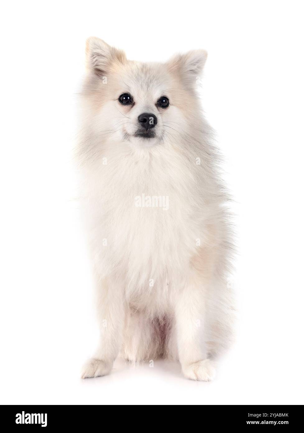 Japanese Spitz in front of white background Stock Photo - Alamy