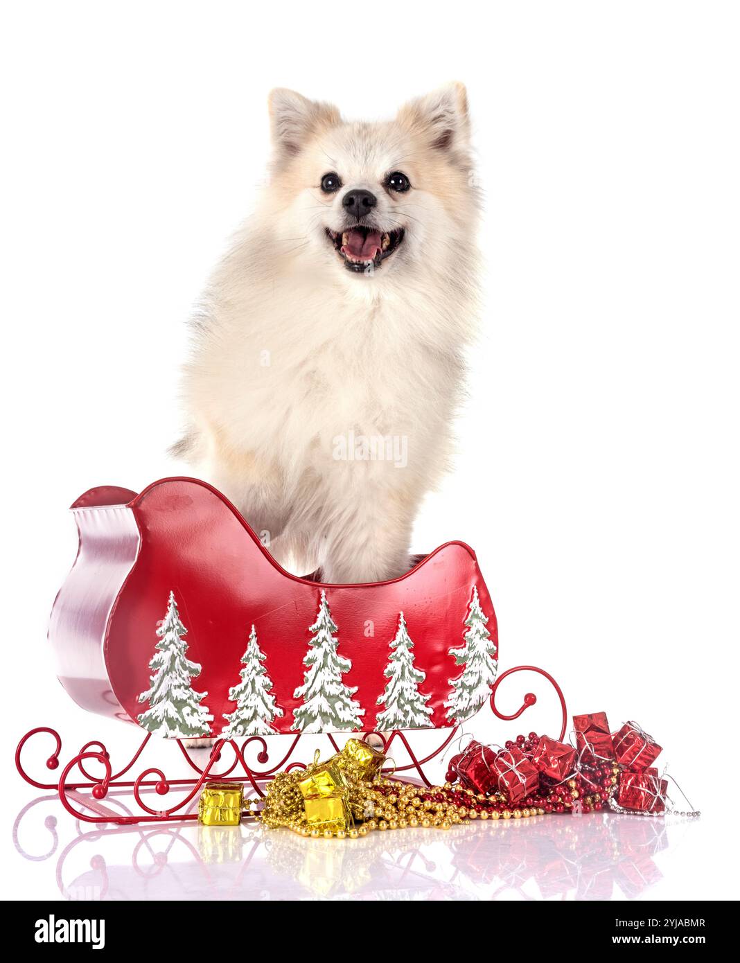 Japanese Spitz in front of white background Stock Photo - Alamy
