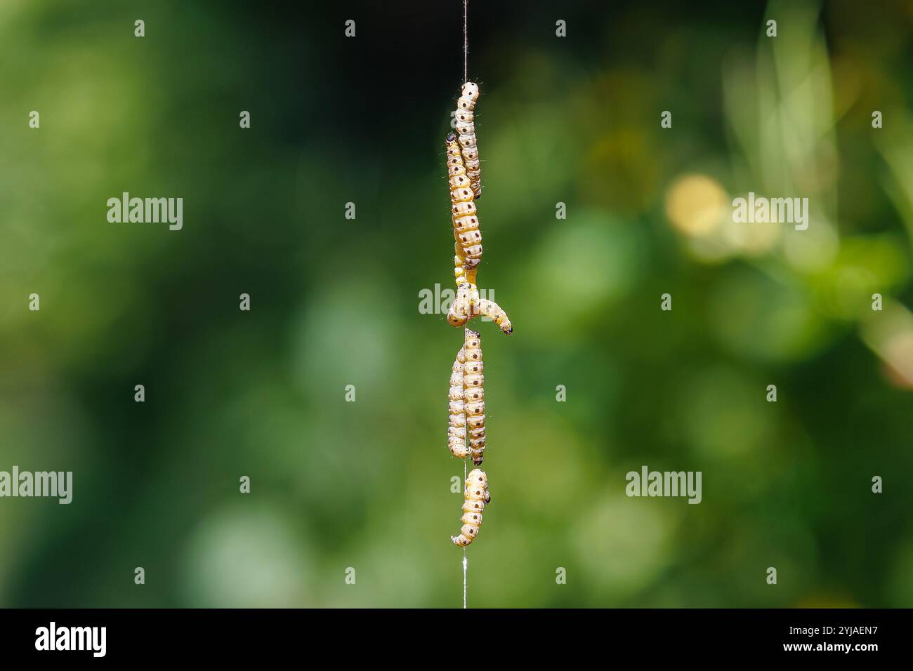 Yponomeuta cagnagella caterpillars. Larvae of the spindle-shaped ermine ...