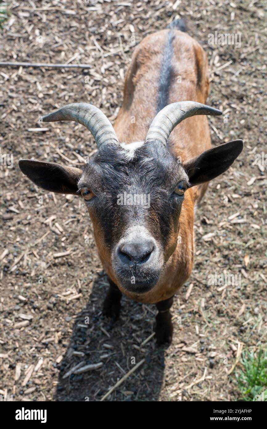 Goat cute hi-res stock photography and images - Alamy