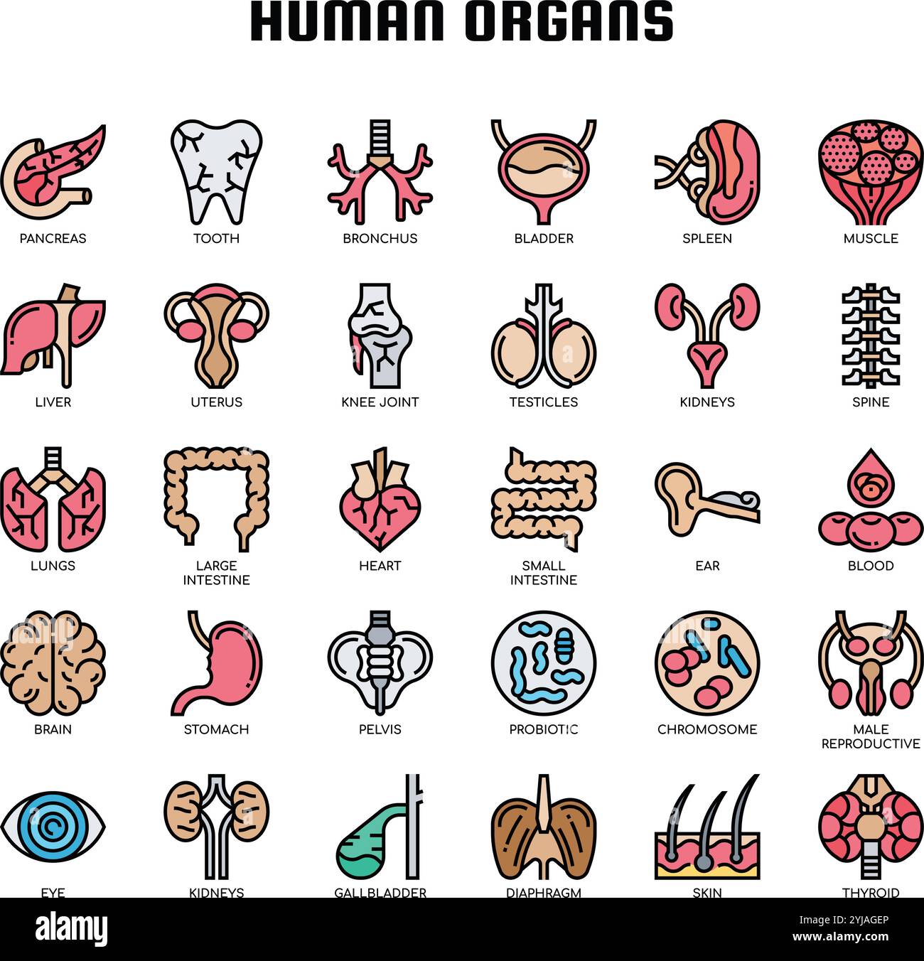 Human internal organs outline Stock Vector Images - Alamy