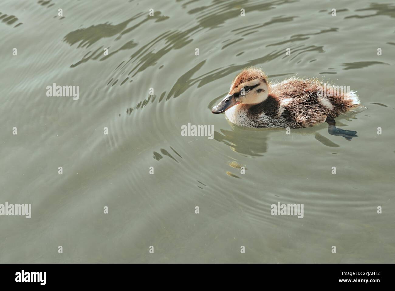 Duckling swimming in the water. Juvenile mallard, wild duck. Copy space ...
