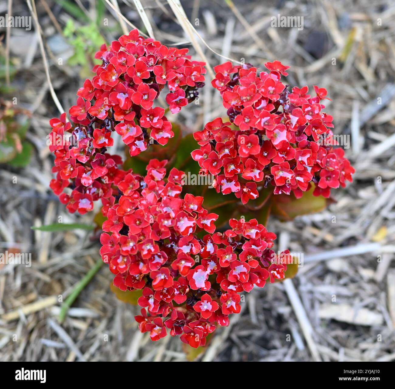 Kalanchoe Blossfeldiana (Flaming Katy) flower. Red vibrant color Stock ...