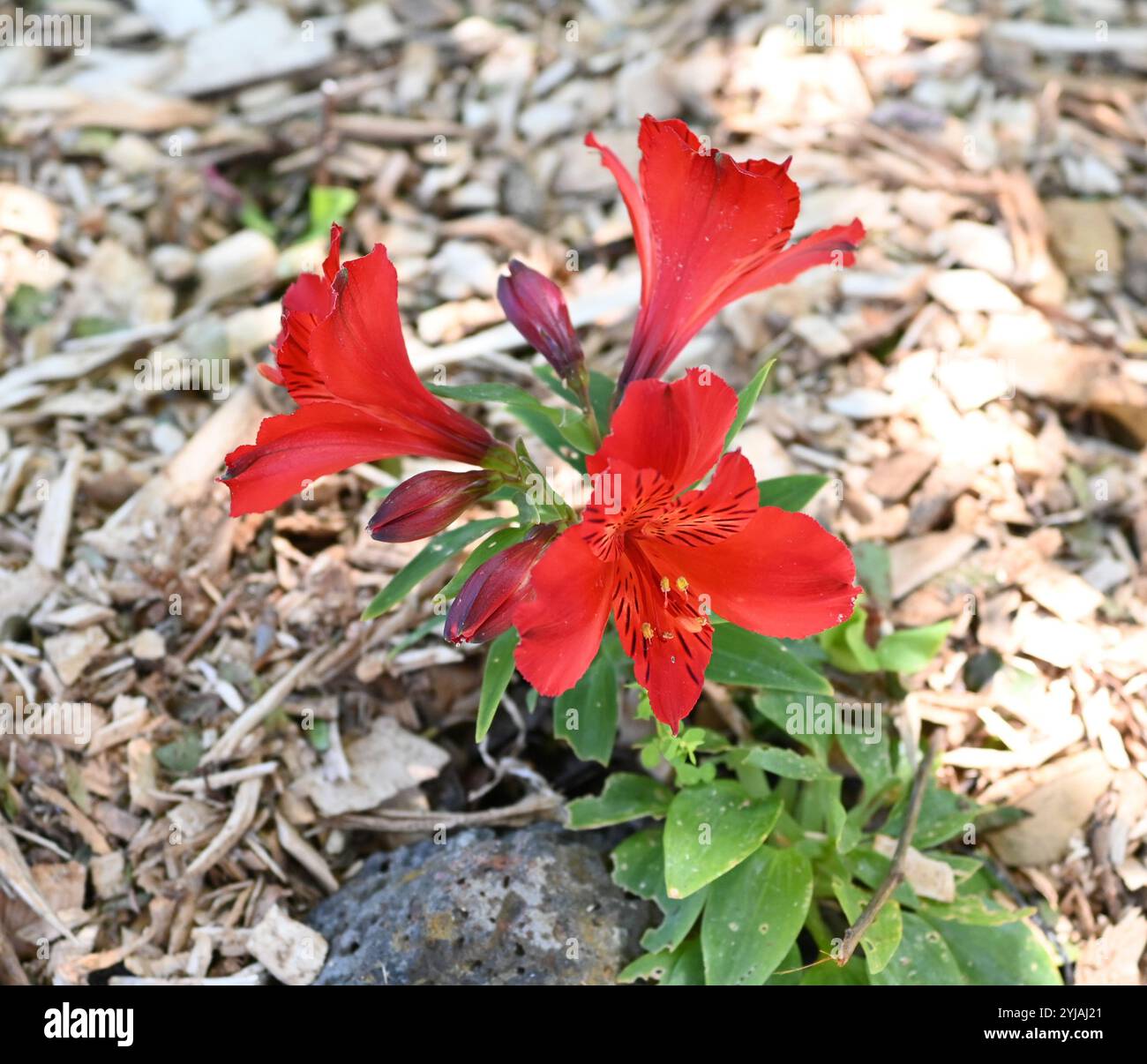 Alstroemeria (Peruvian lily) flower. Bright red/crimson flowers. Also ...