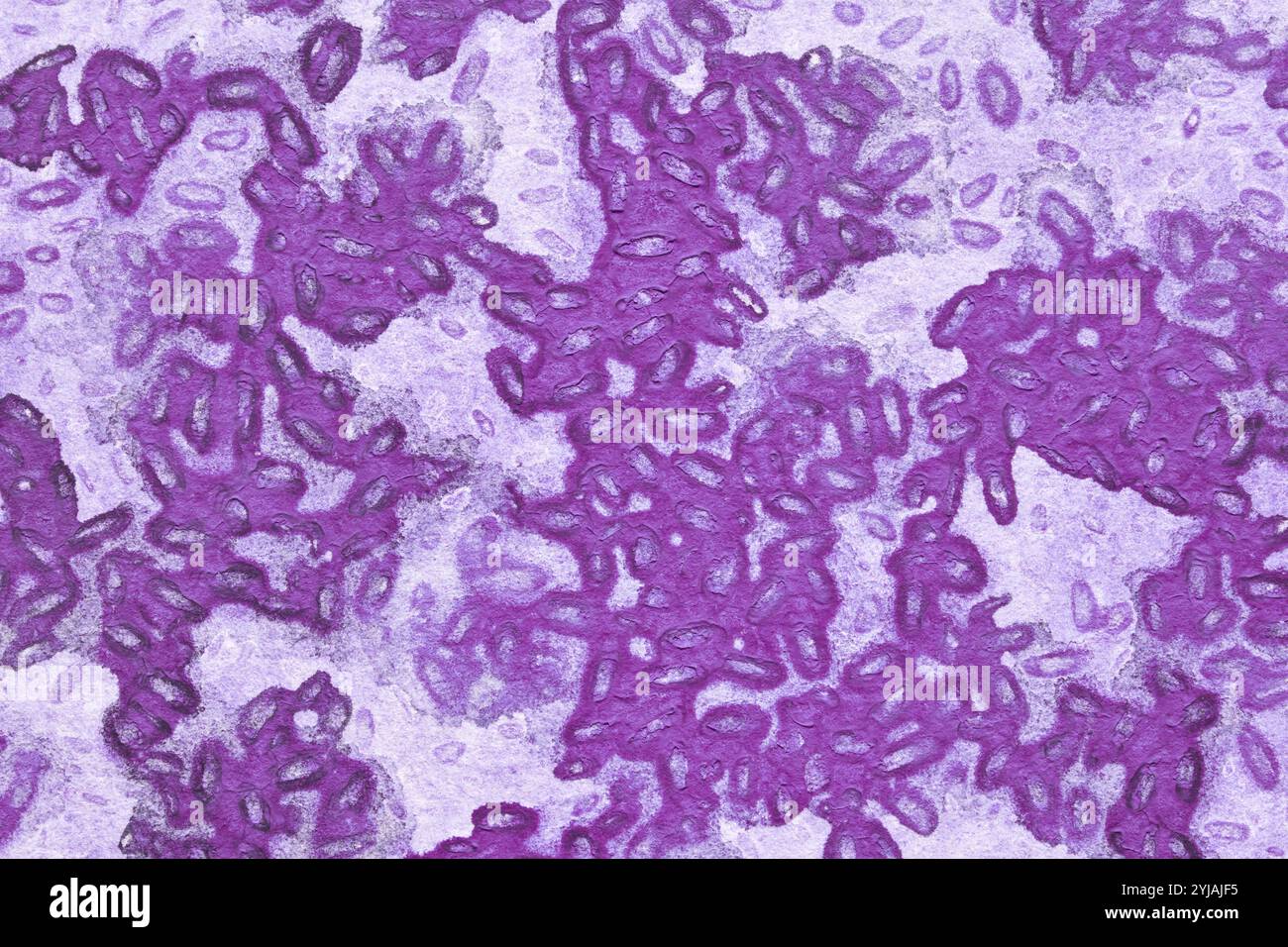 Microscopic view of purple bacteria clusters in a petri dish with ...