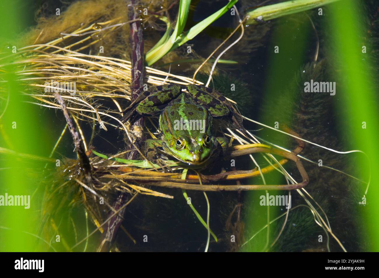 Frog ambush hi-res stock photography and images - Alamy