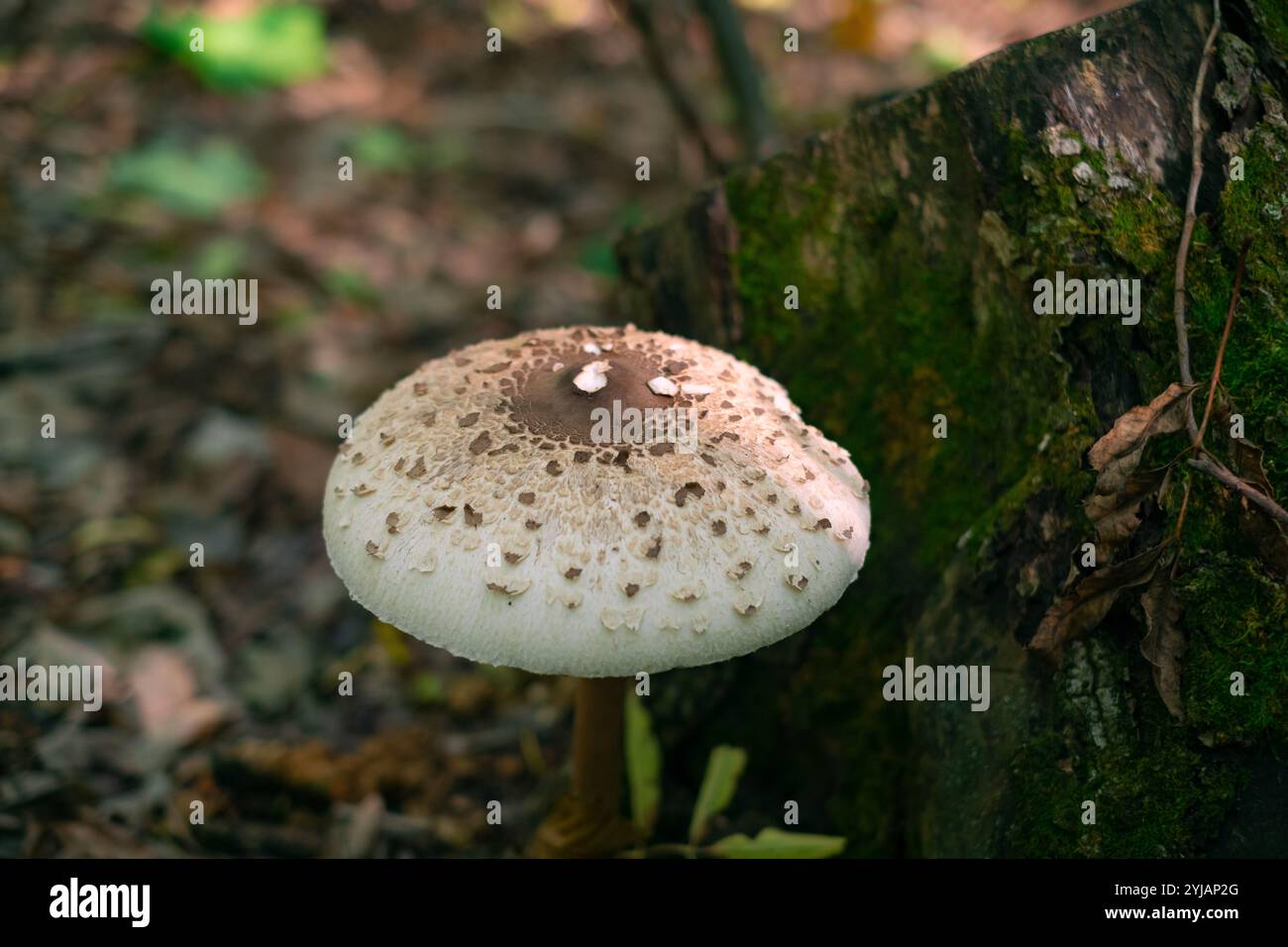 Macro photo of a toadstool, an inedible mushroom growing in the forest ...