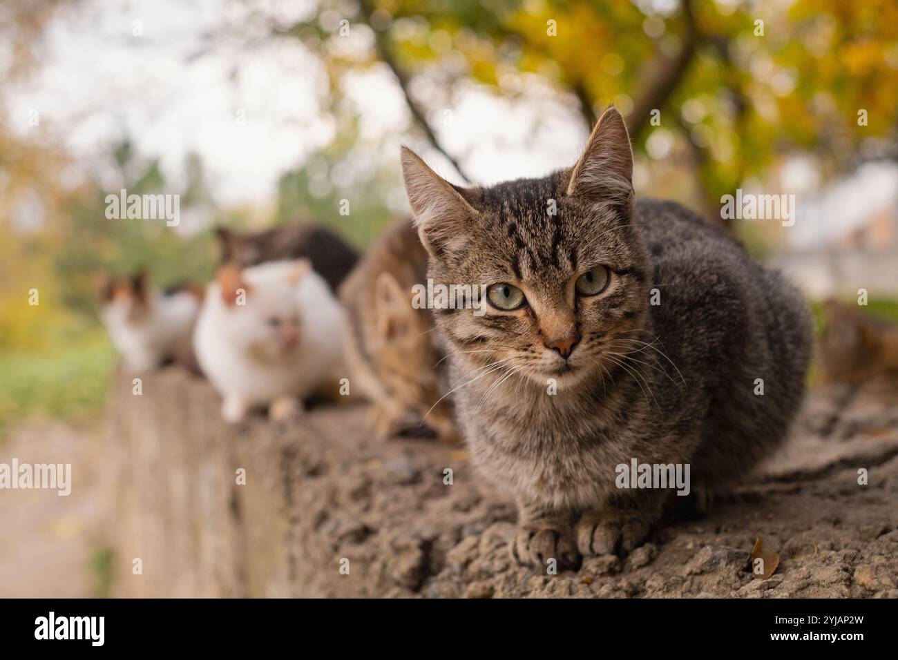 group of stray cats, hungry animals of various colors living on city ...