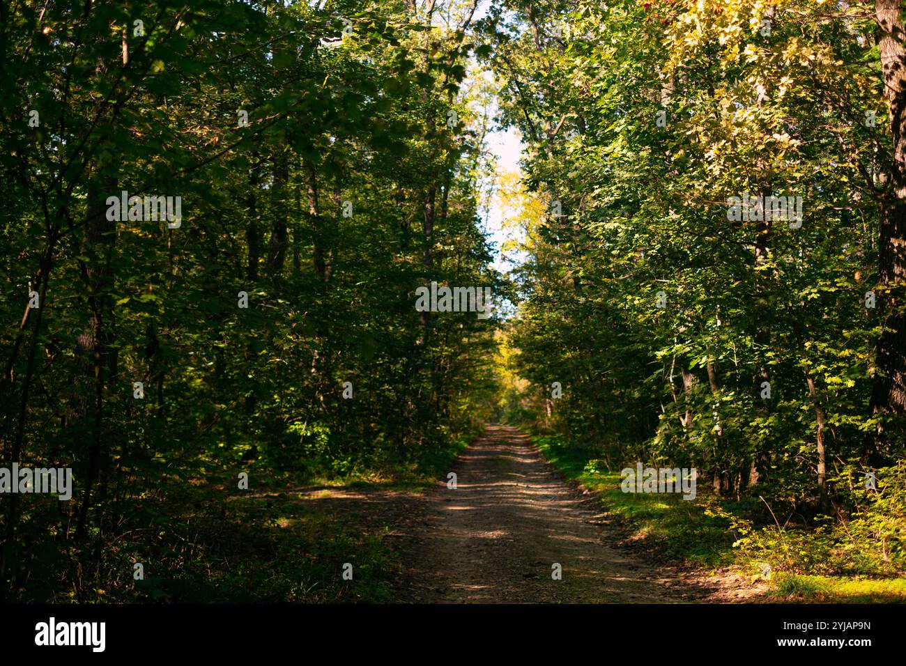 A countryside road winding through a dense, lush green summer forest ...