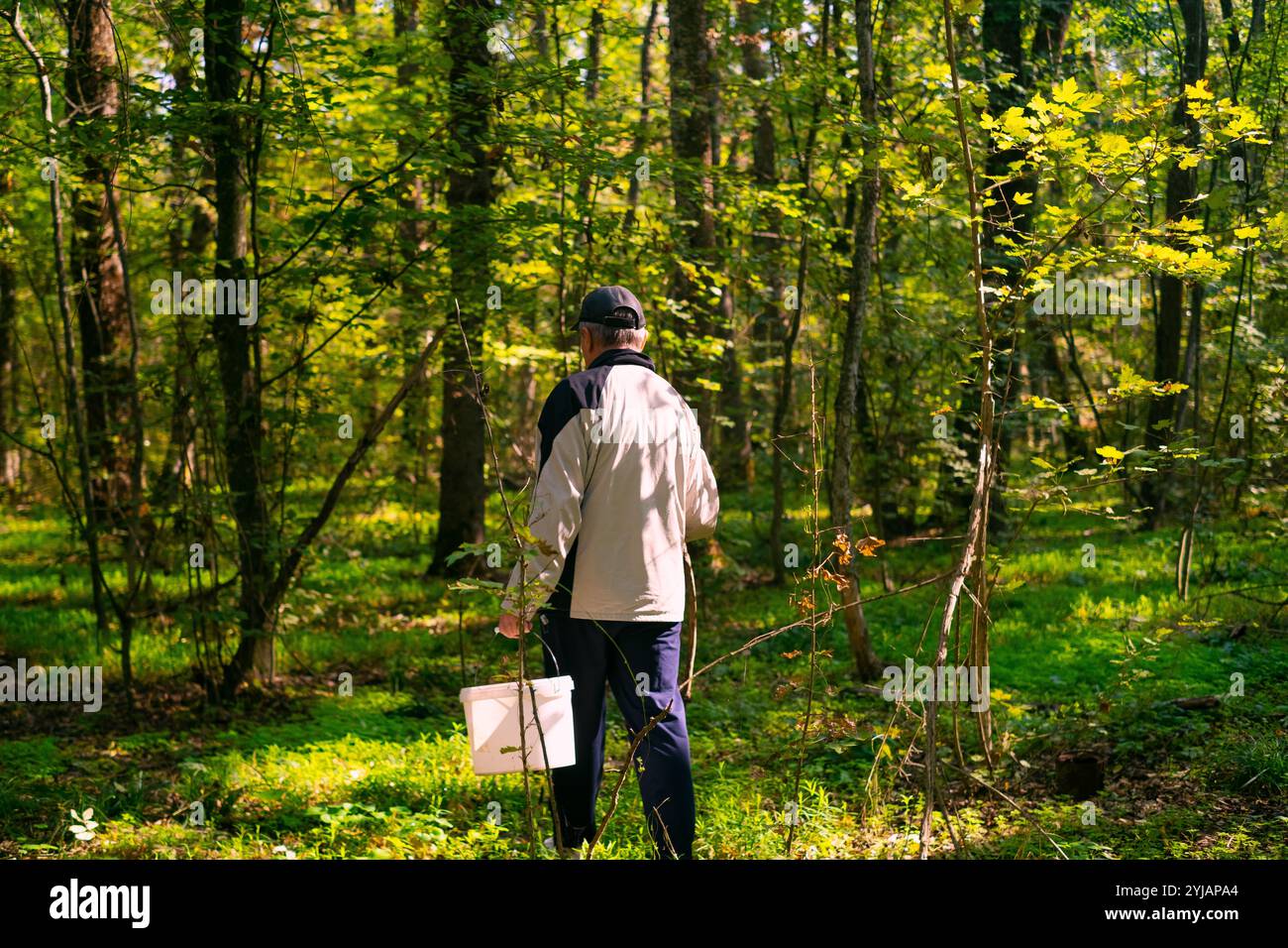 Man forager picking mushrooms in hi-res stock photography and images ...