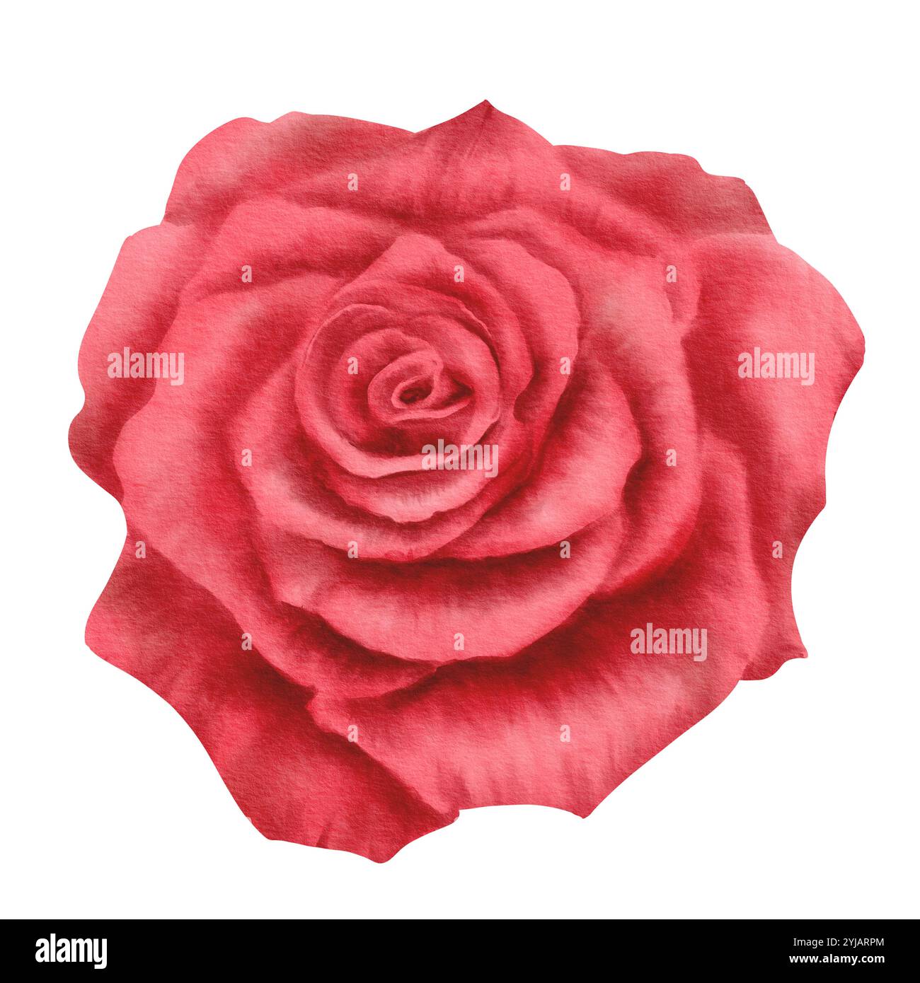 Red rose in realistic style in watercolor technique as a symbol of love ...