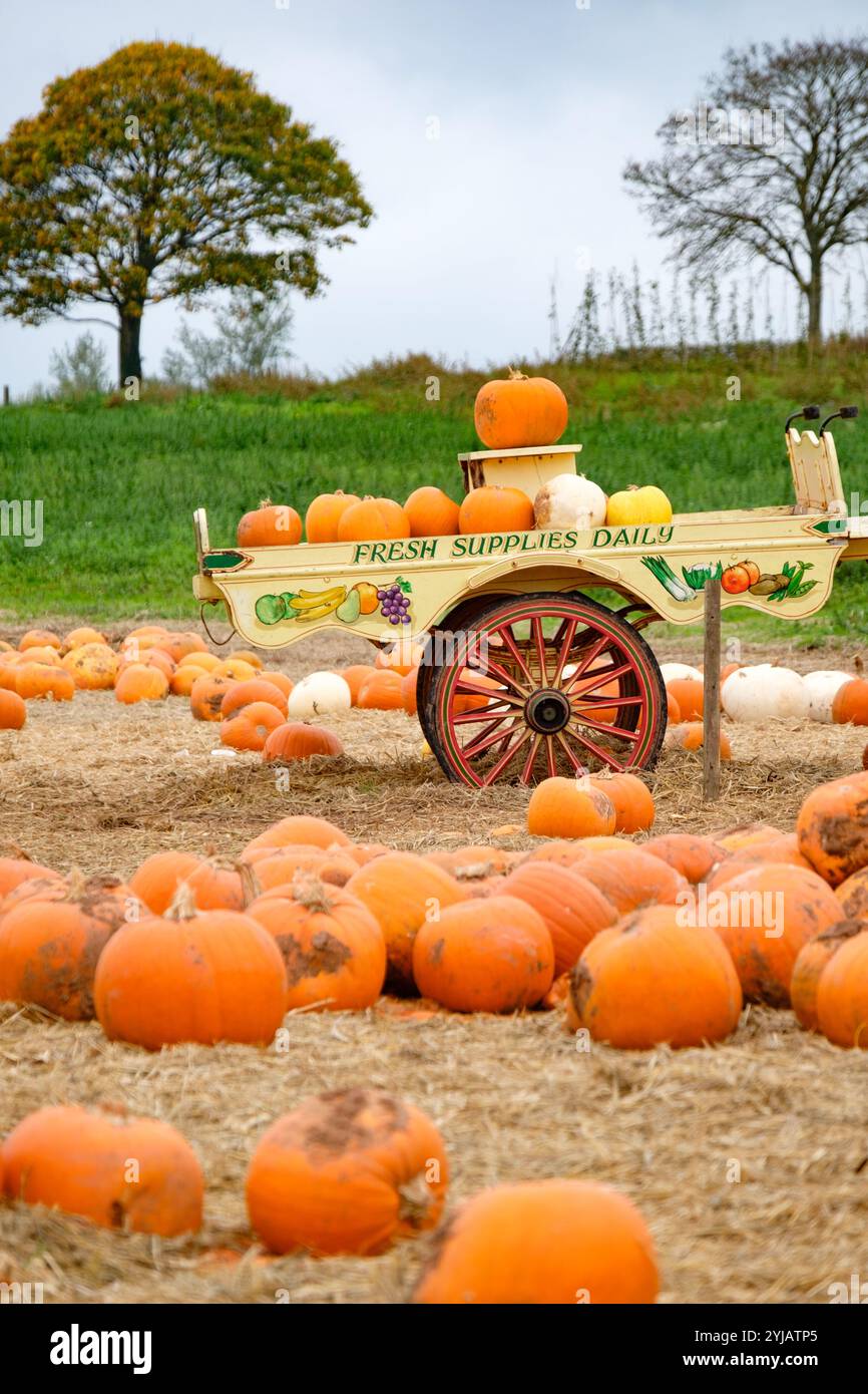 Vegetable field crop pumpkin hi-res stock photography and images - Alamy