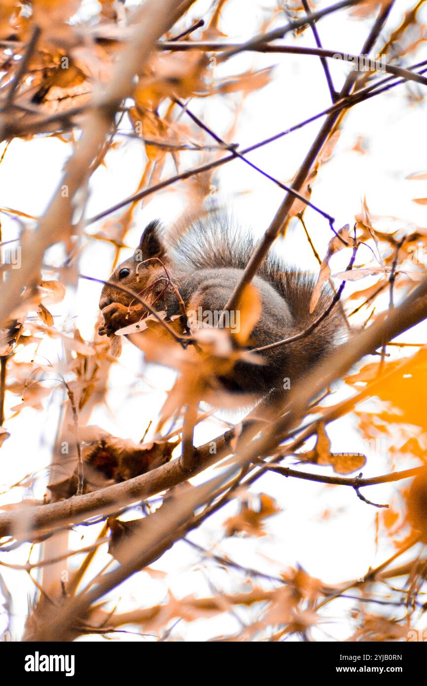 Squirrel sitting on a tree with orange and yellow leaves Stock Photo ...
