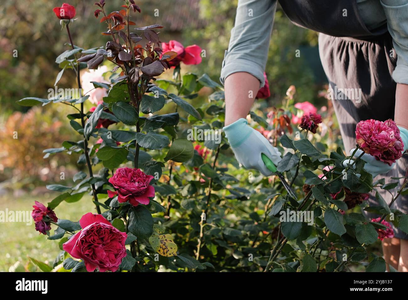 Garden apron hi-res stock photography and images - Alamy