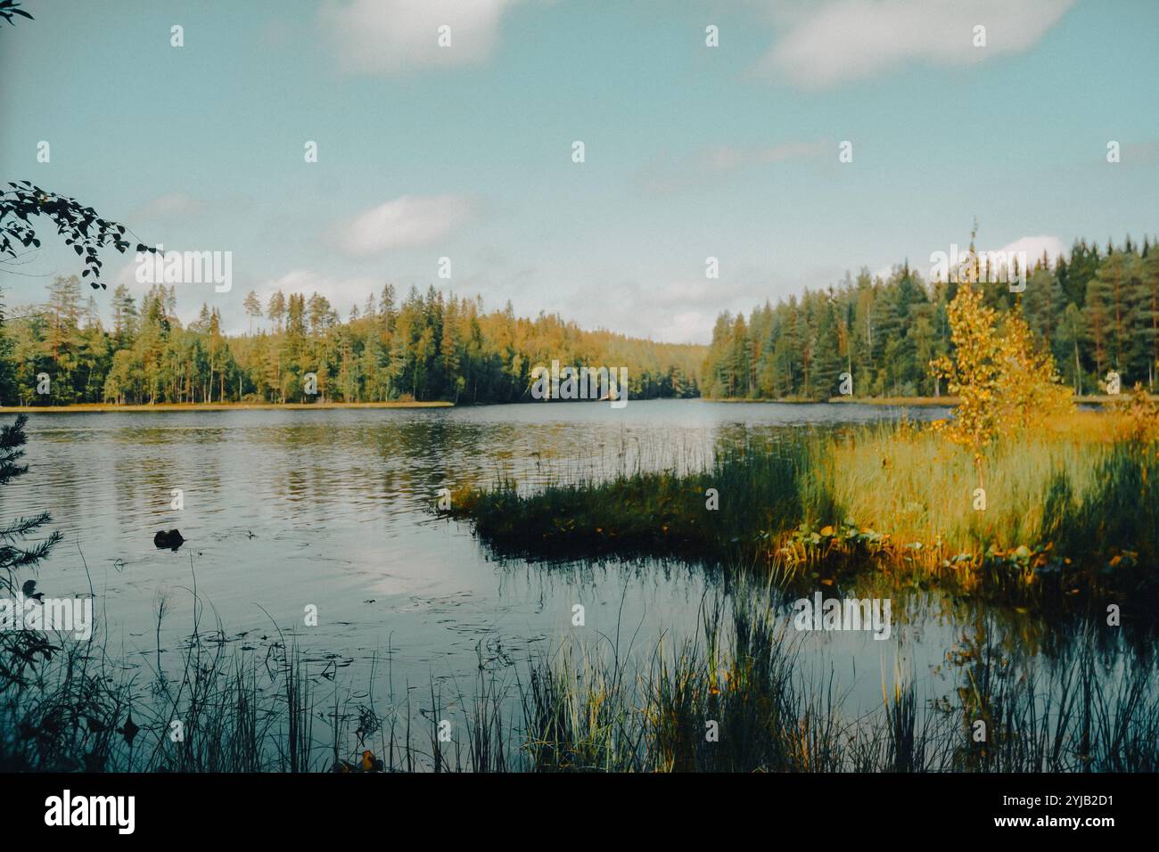 Beautiful lake side in Central Finland. Finish nature in summer is the ...