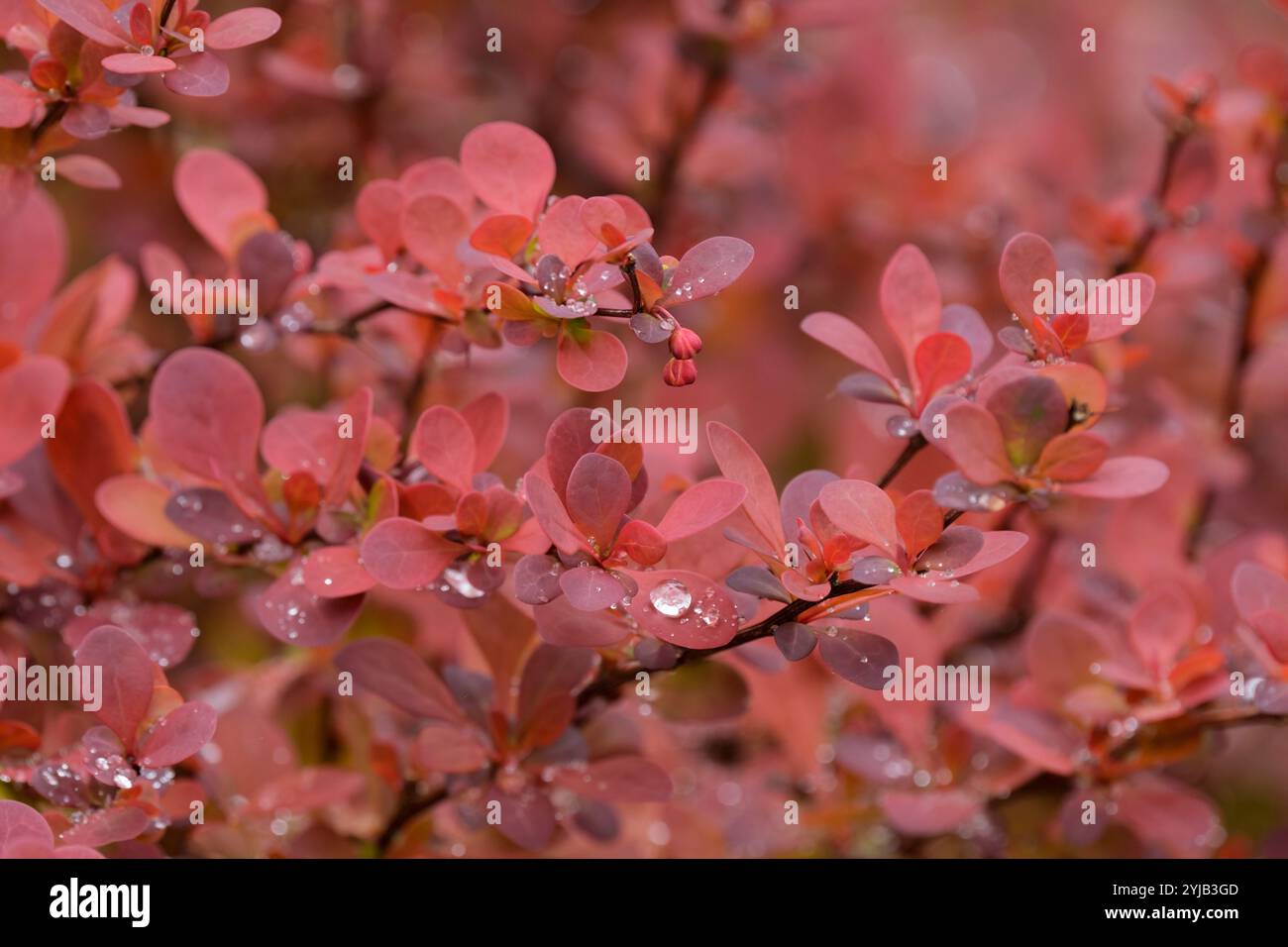 Berberis thunbergii Orange Rocket, Japanese barberry Orange Rocket ...