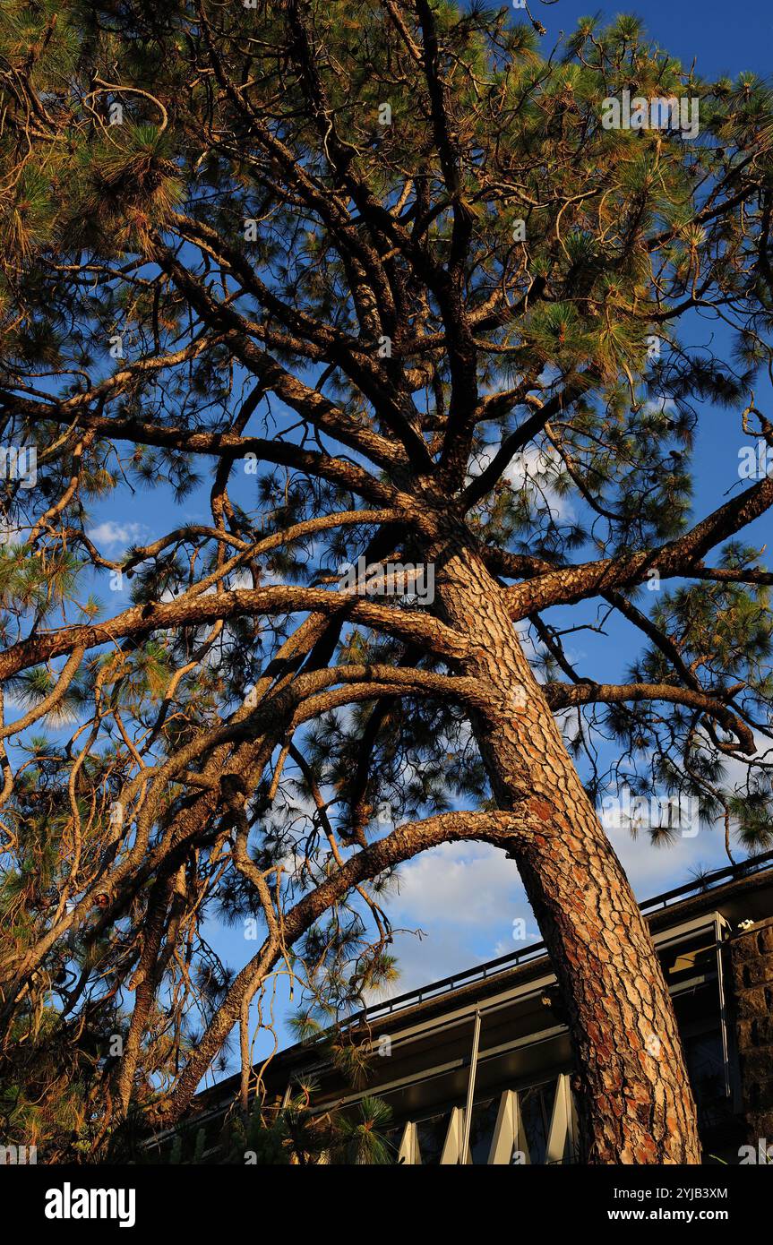Chir Pine. Pinus roxburghii, on the hillside above Murray Rose pool ...