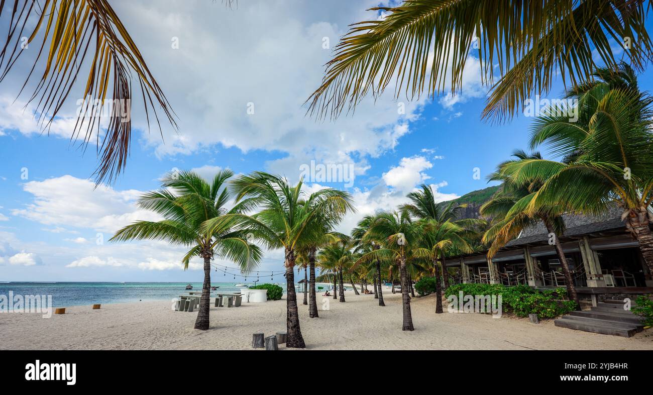 Palm trees gracefully lining the sandy beach at a tropical resort in ...