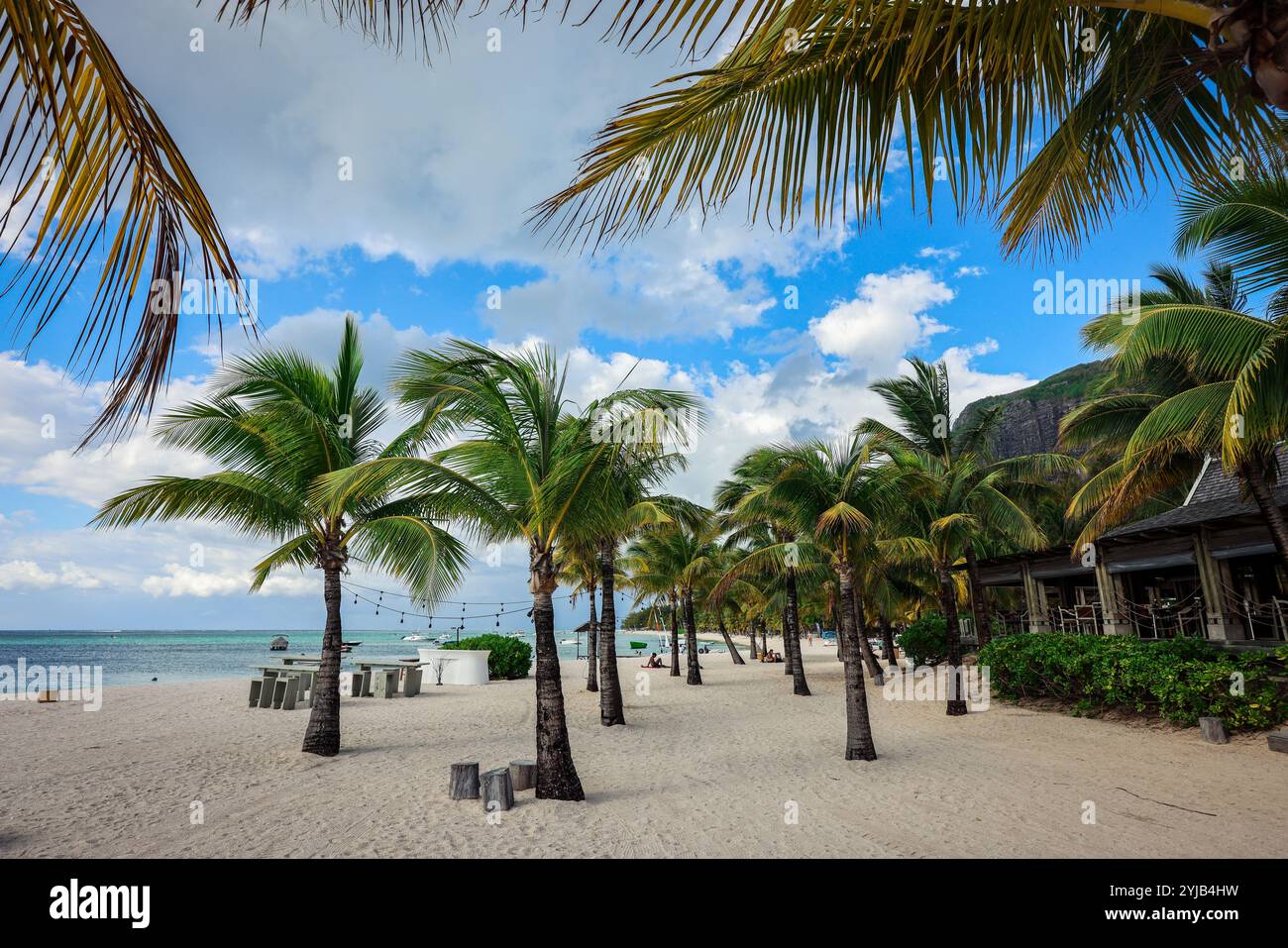 Palm trees gracefully line the sandy beach at a beautiful tropical ...