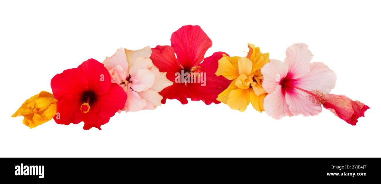 hibiscus flower border Stock Photo - Alamy