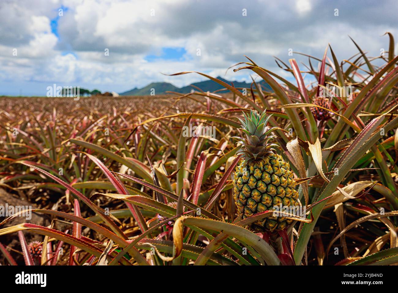 A pineapple plant thrives in the middle of a field in Mauritius ...