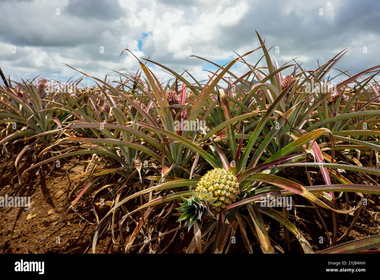 A sprawling field of pineapples under a cloudy sky in Mauritius Stock ...