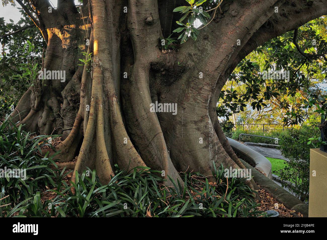Buttress roots trunk and massive low branches of a large old Moreton ... Buttress roots trunk and massive low branches of a large old Moreton ...