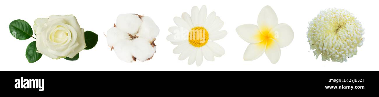Flower white dalia Cut Out Stock Images & Pictures - Alamy